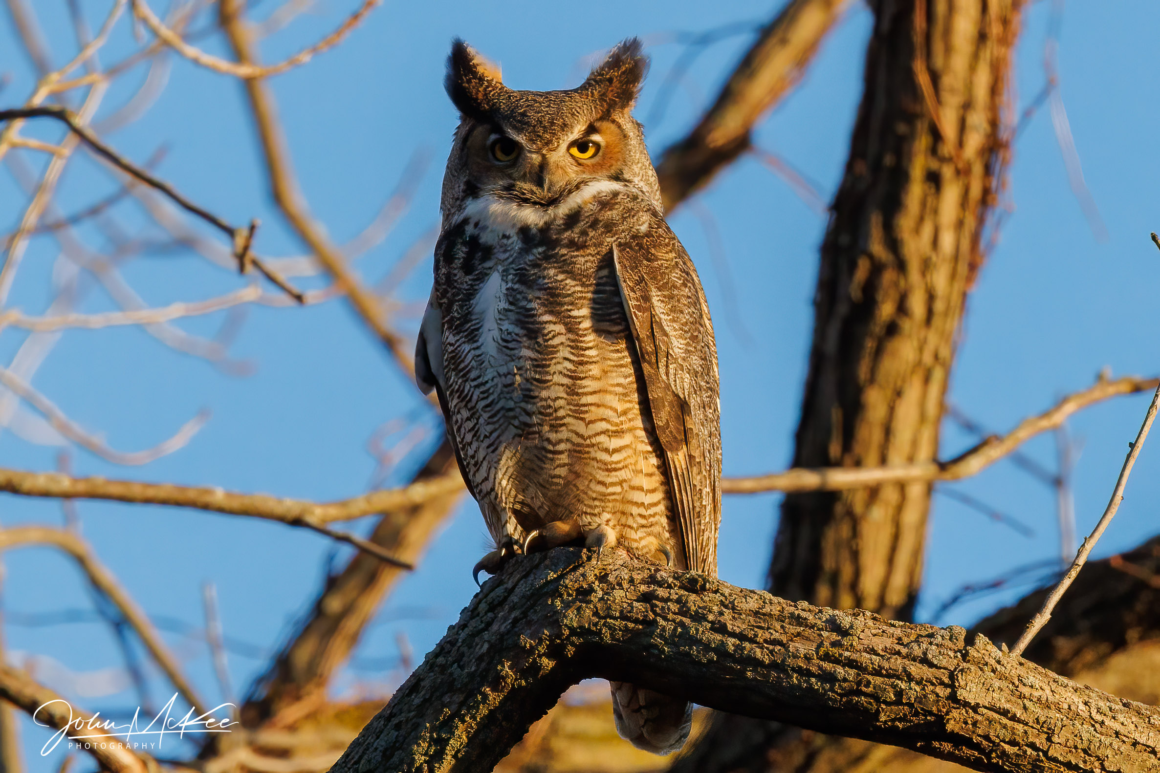 Great Horned Owl | Event Horizon