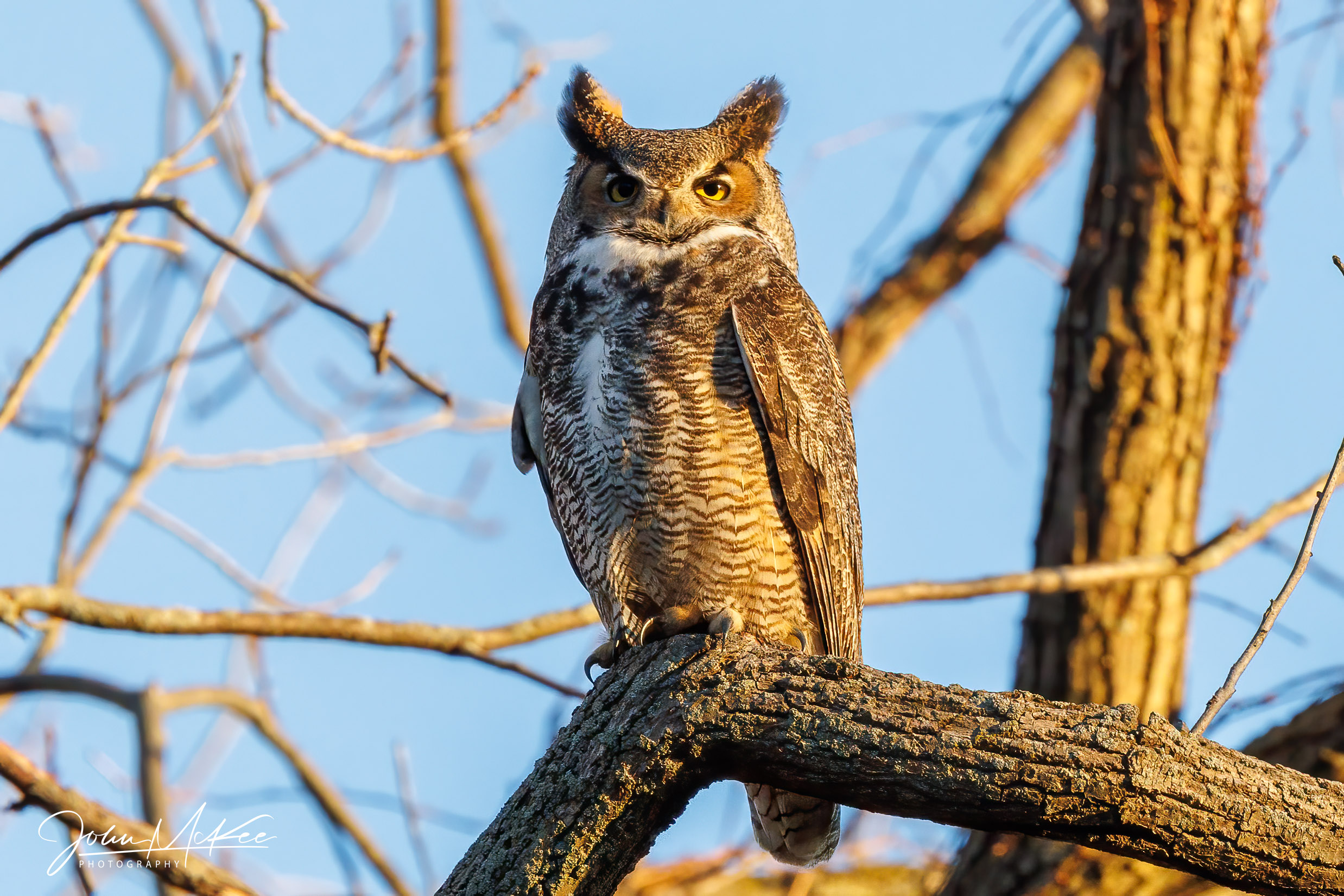 Great Horned Owl | Event Horizon